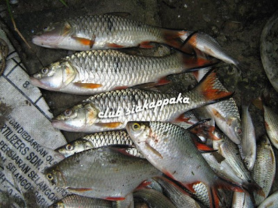 Sebarau & Lampam | Siakappaka