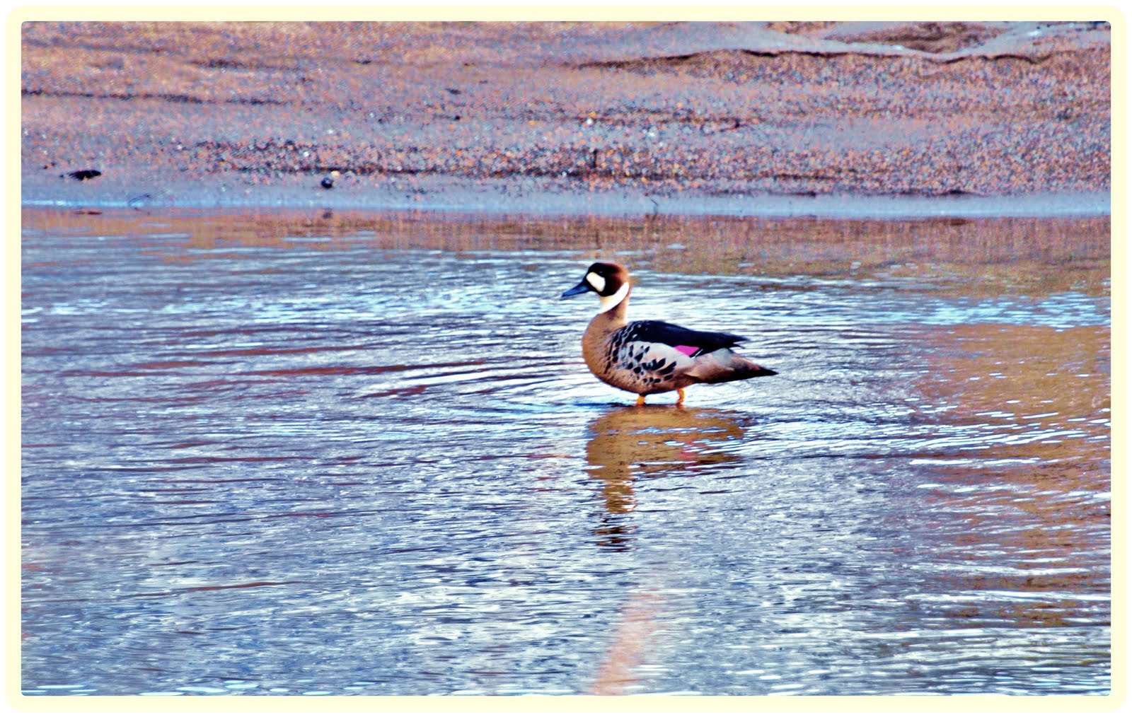 PATAGONIA EN ROJO: 19/09/10 - 26/09/10
