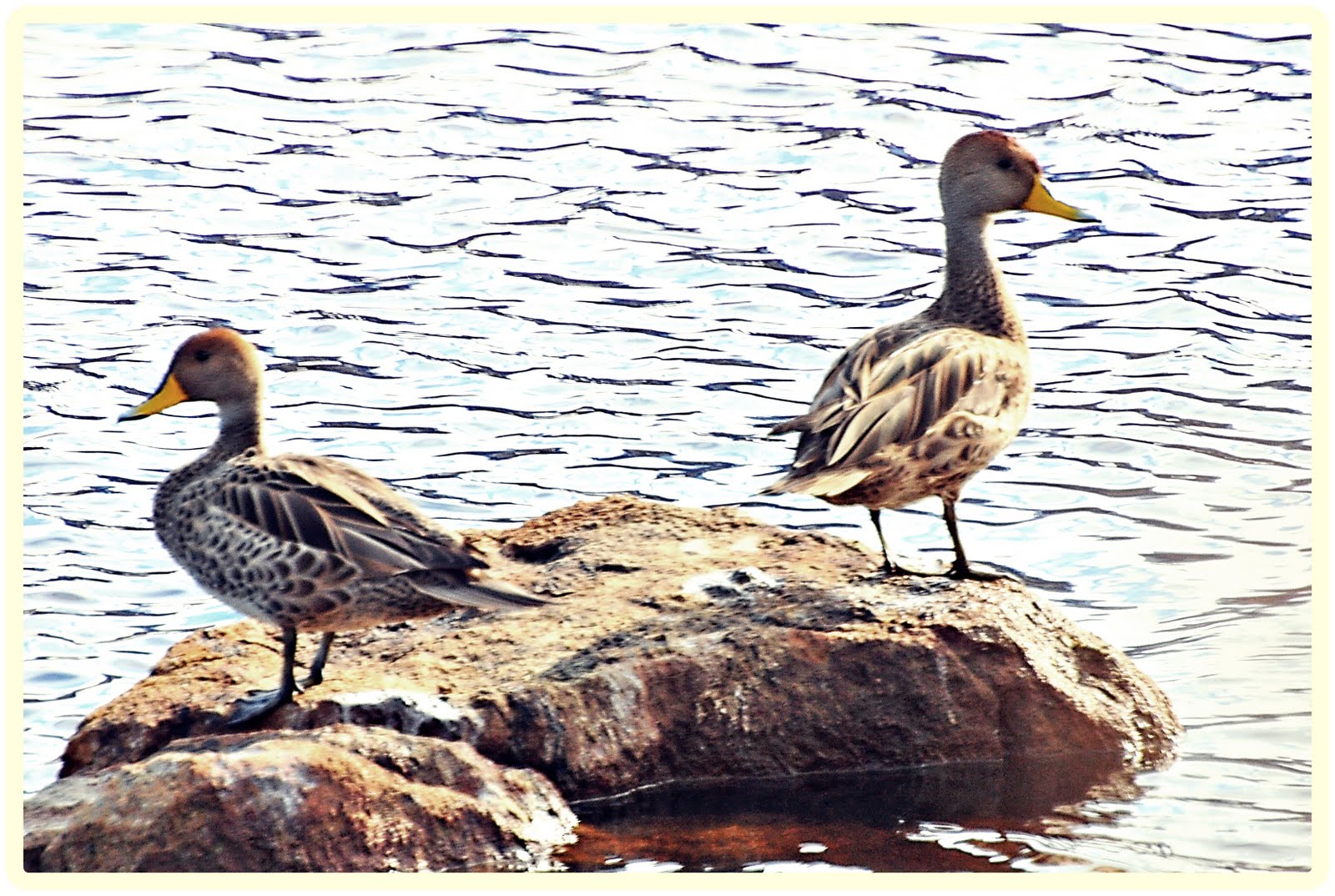 PATAGONIA EN ROJO: 19/09/10 - 26/09/10