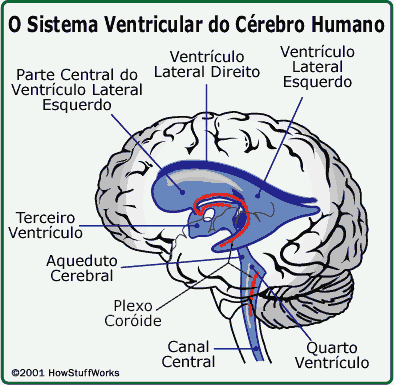 Maíra Carvalho: Neuroanatomia
