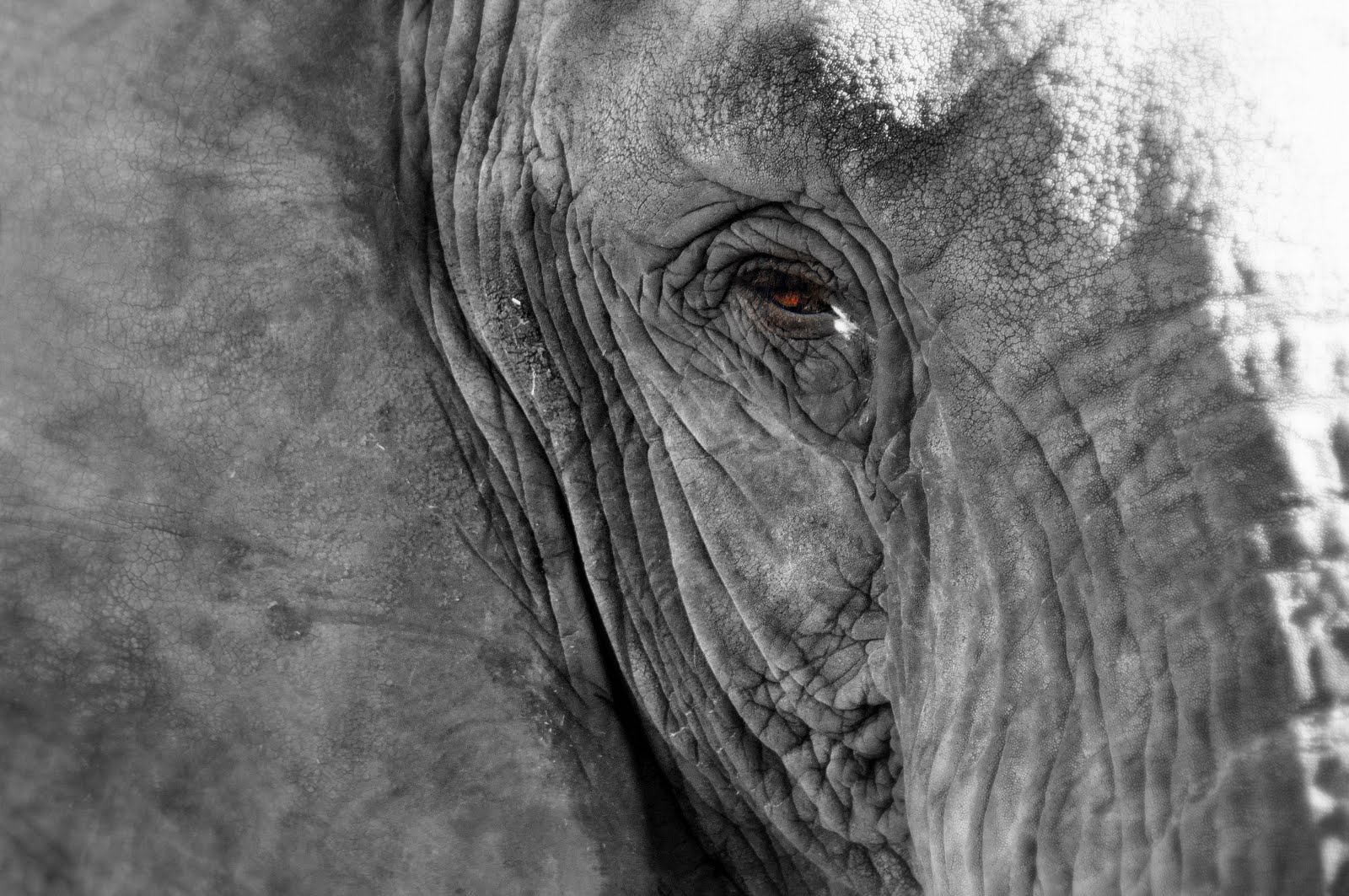 Falconhawk Photography: Elephant Eye