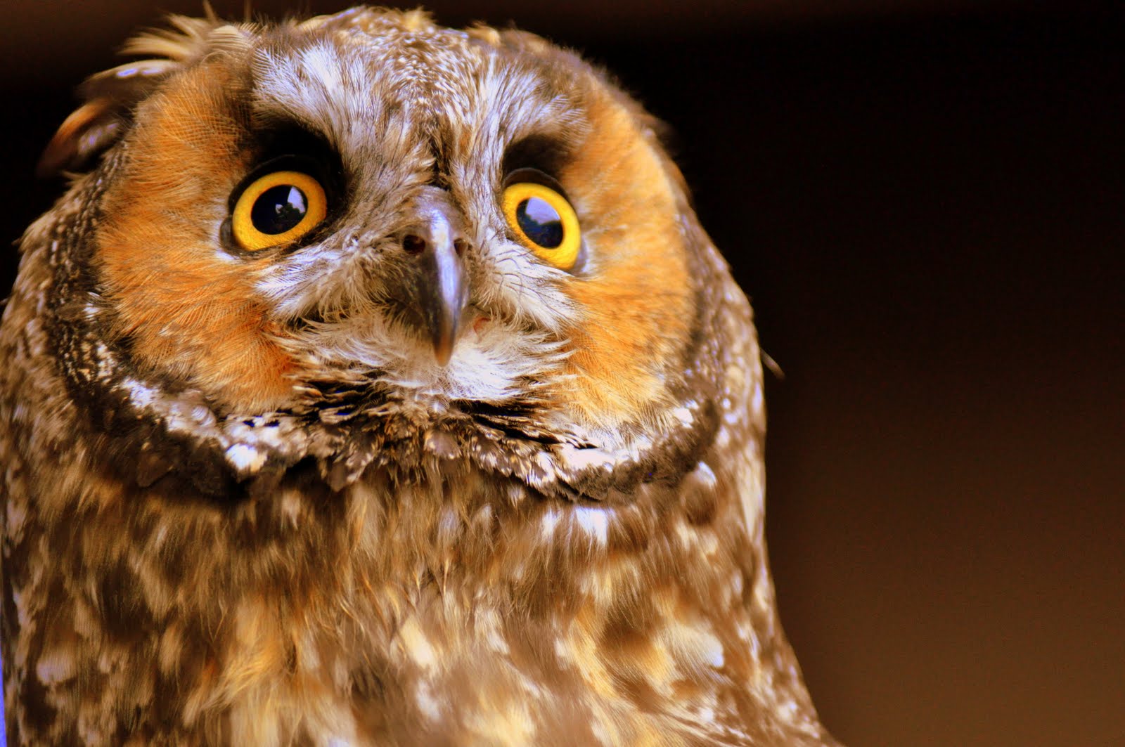 Falconhawk Photography: Owl Face