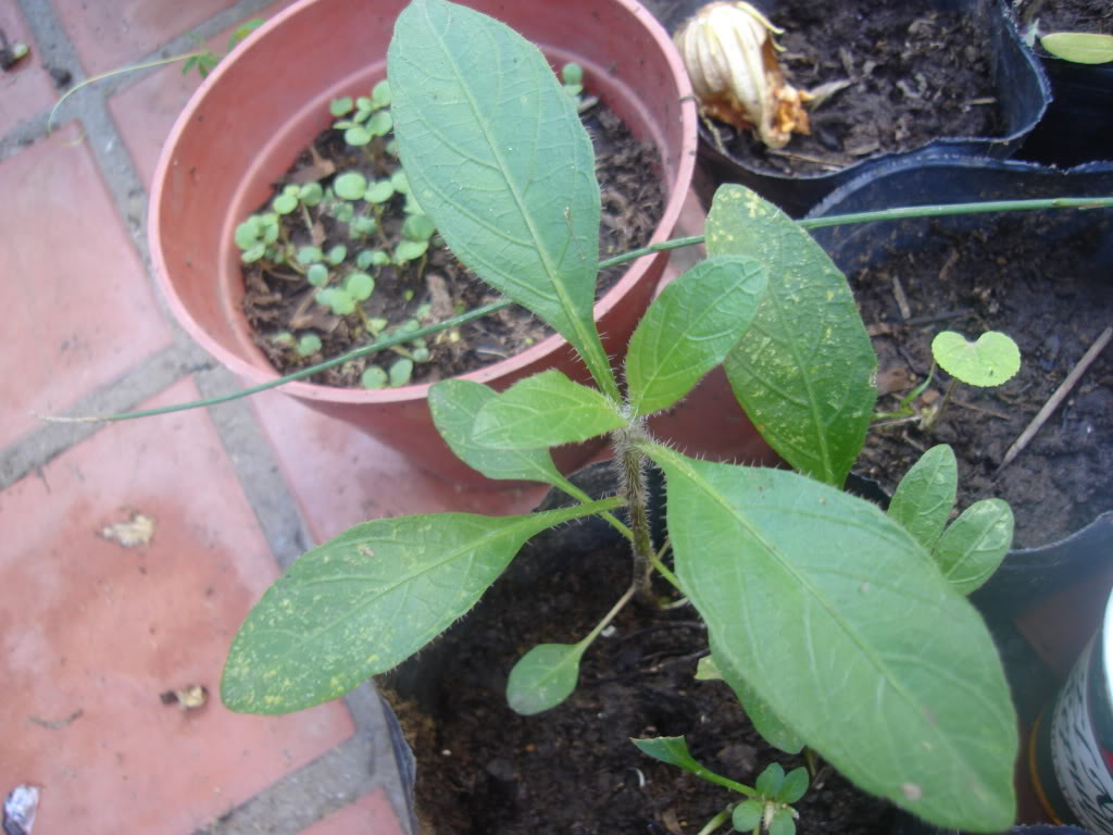 singamochila