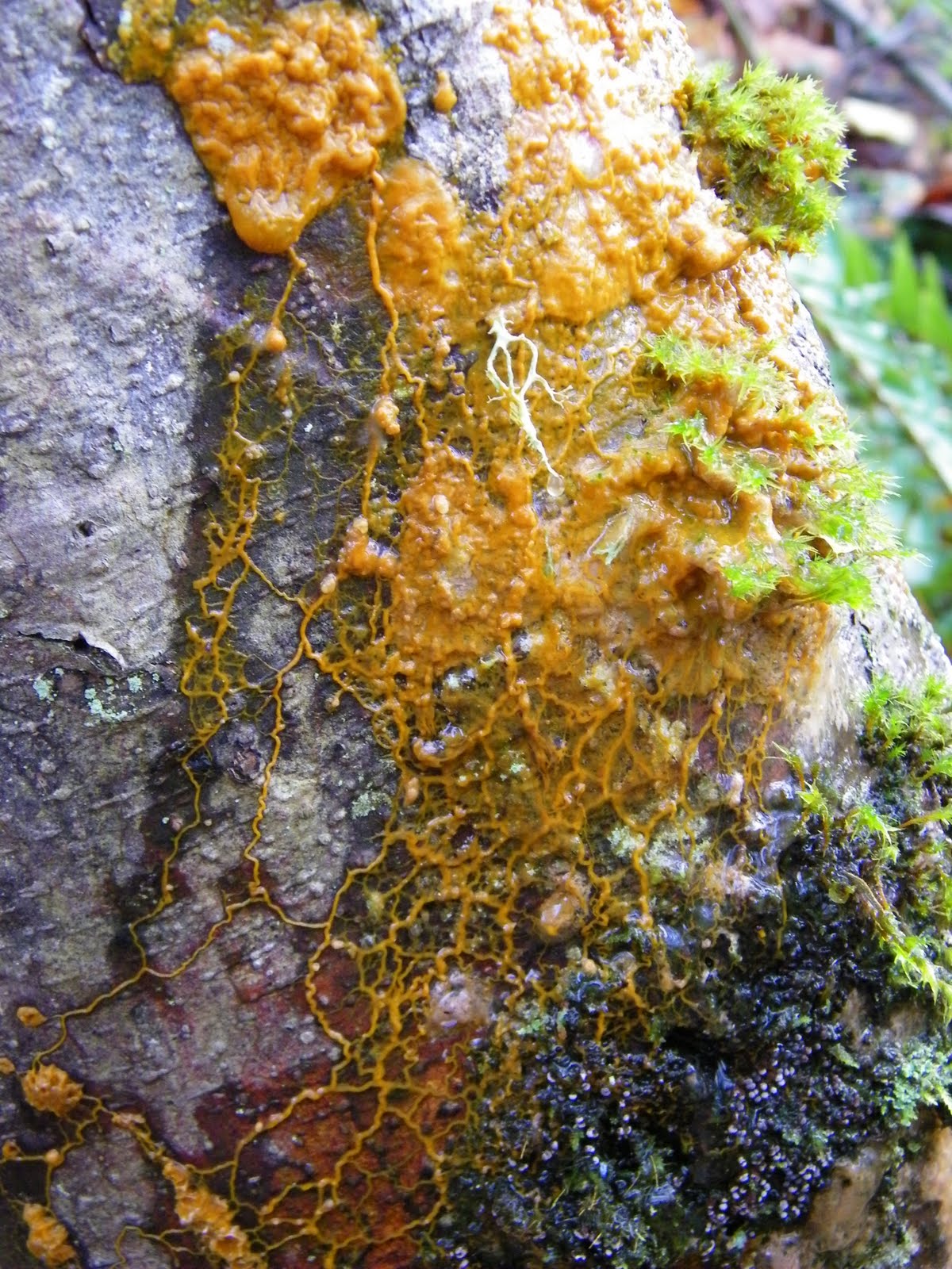 nature geek northwest: Slime mold revisited, Discovery Park