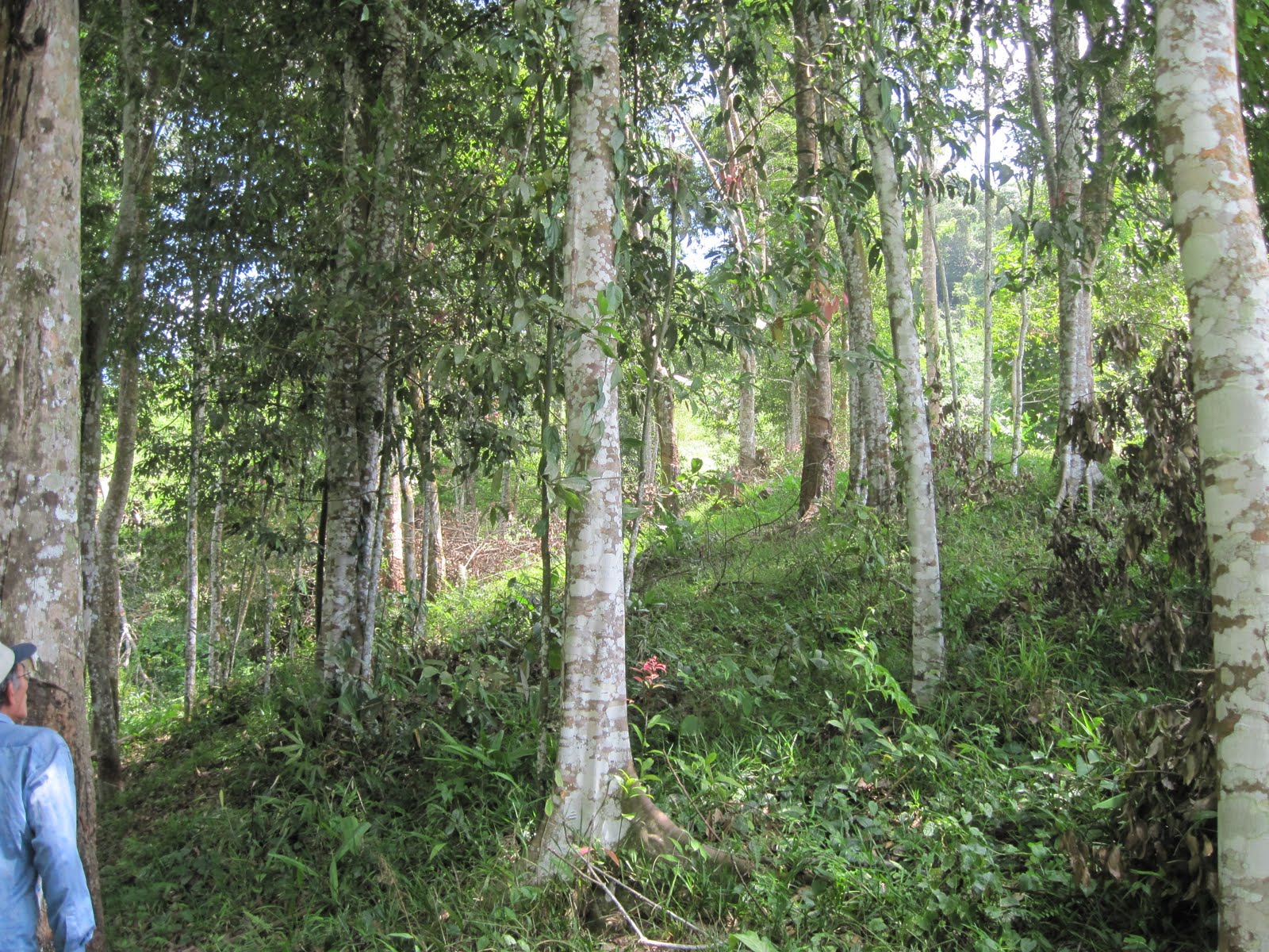 TROPICAL BORNEO HERBS: Kayu Manis "Koningau" For Sale