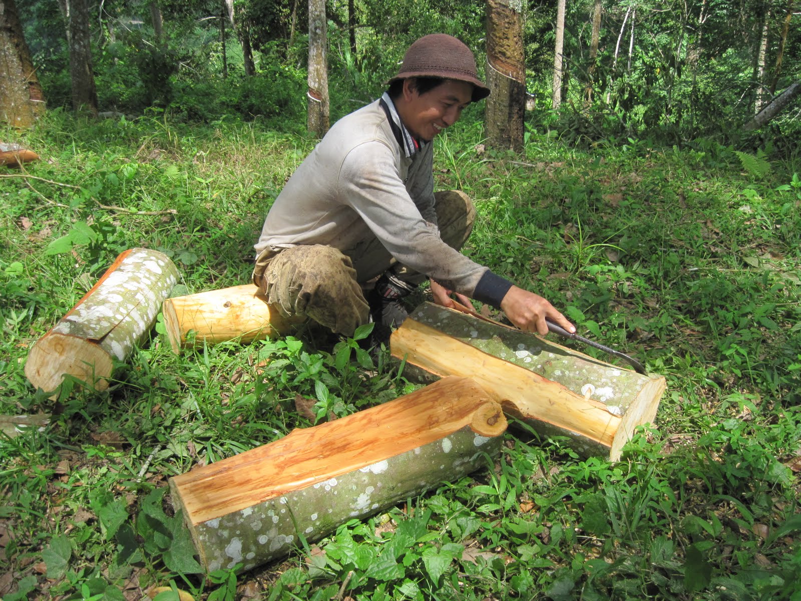 TROPICAL BORNEO HERBS: Kayu Manis "Koningau" For Sale