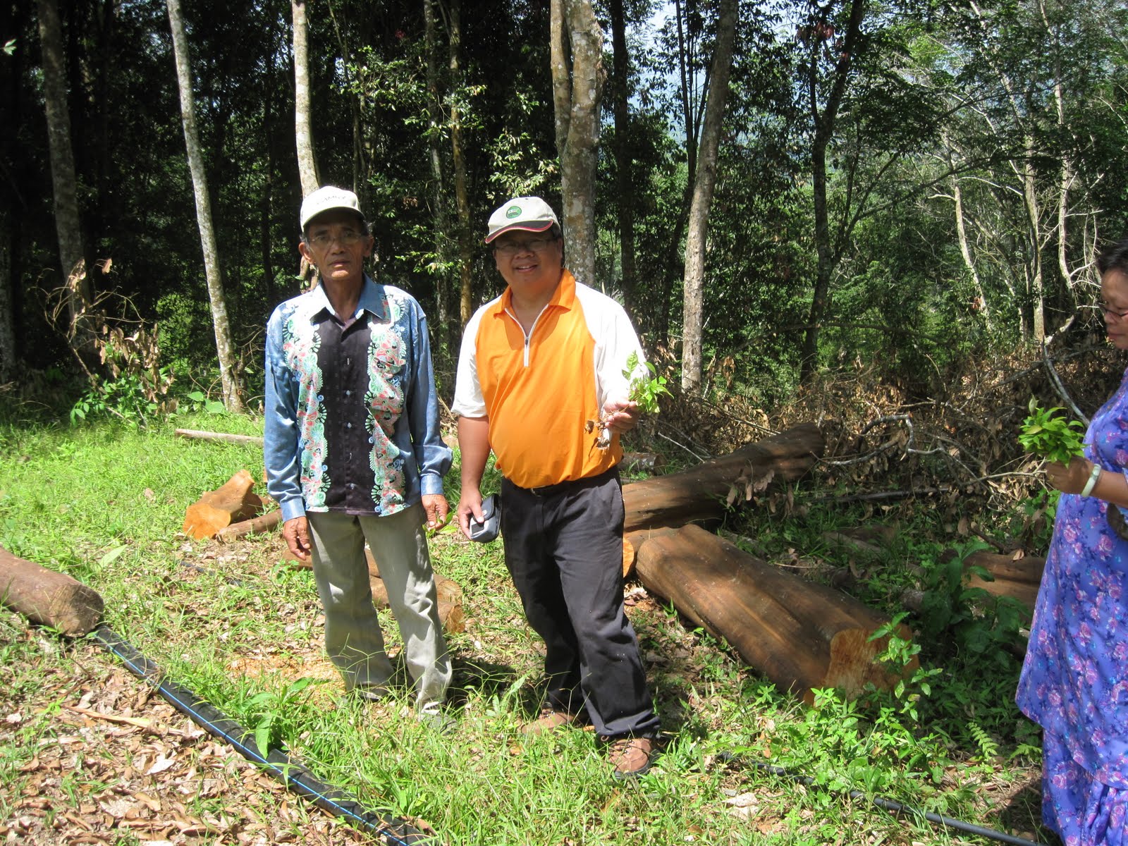 TROPICAL BORNEO HERBS: Kayu Manis "Koningau" For Sale