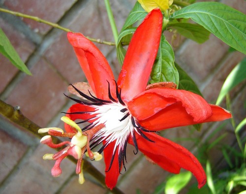 Rabindranath Tagore | Nothingandall