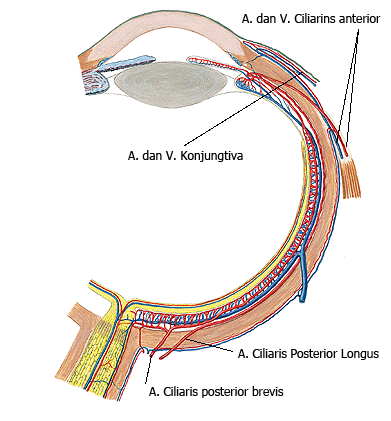 About Eye: STRUKTUR BOLA MATA – UVEA (IRIS, KORPUS SILIARIS, KOROID)