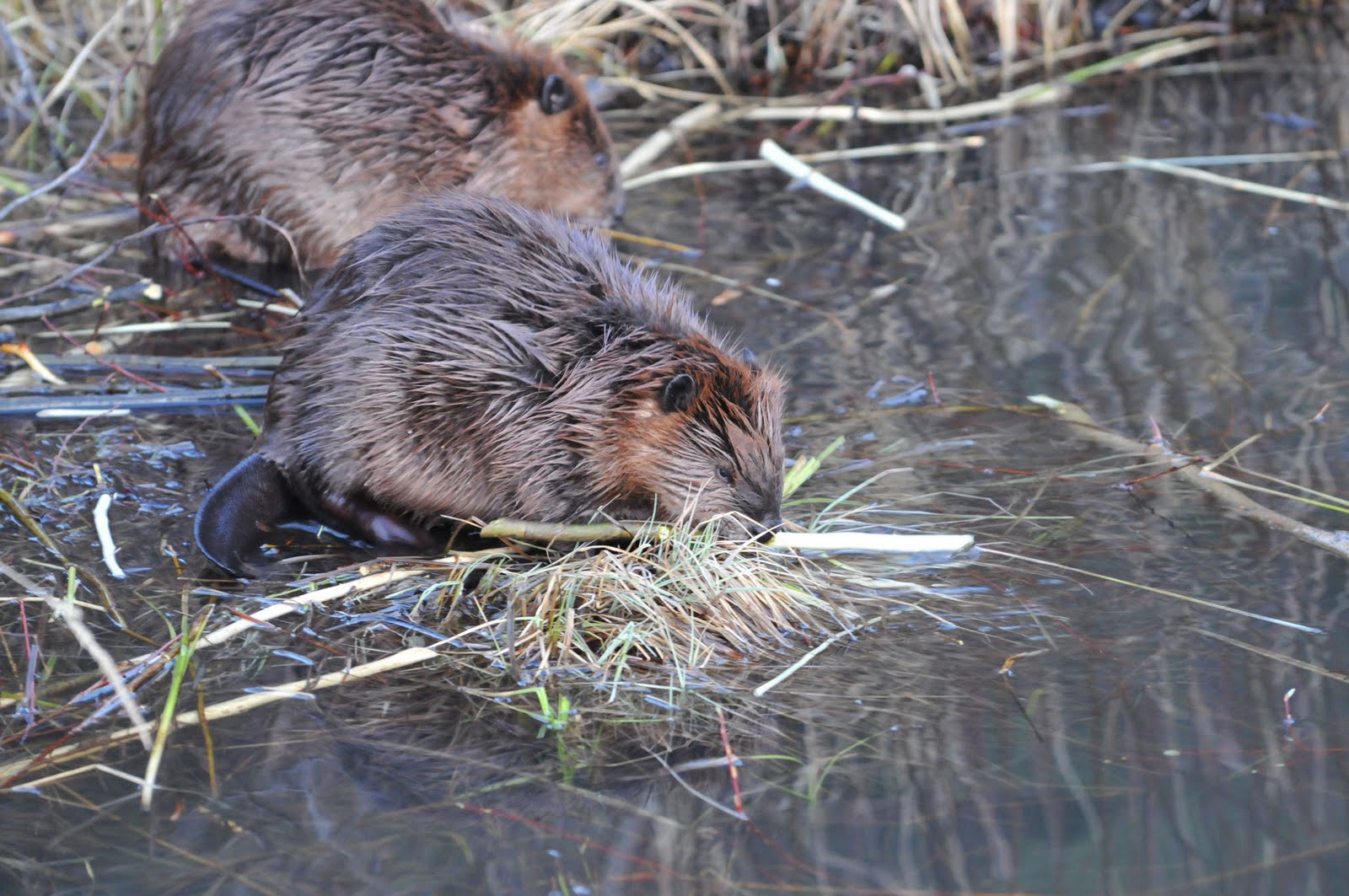 Linda & Andrew: Nice Beaver!