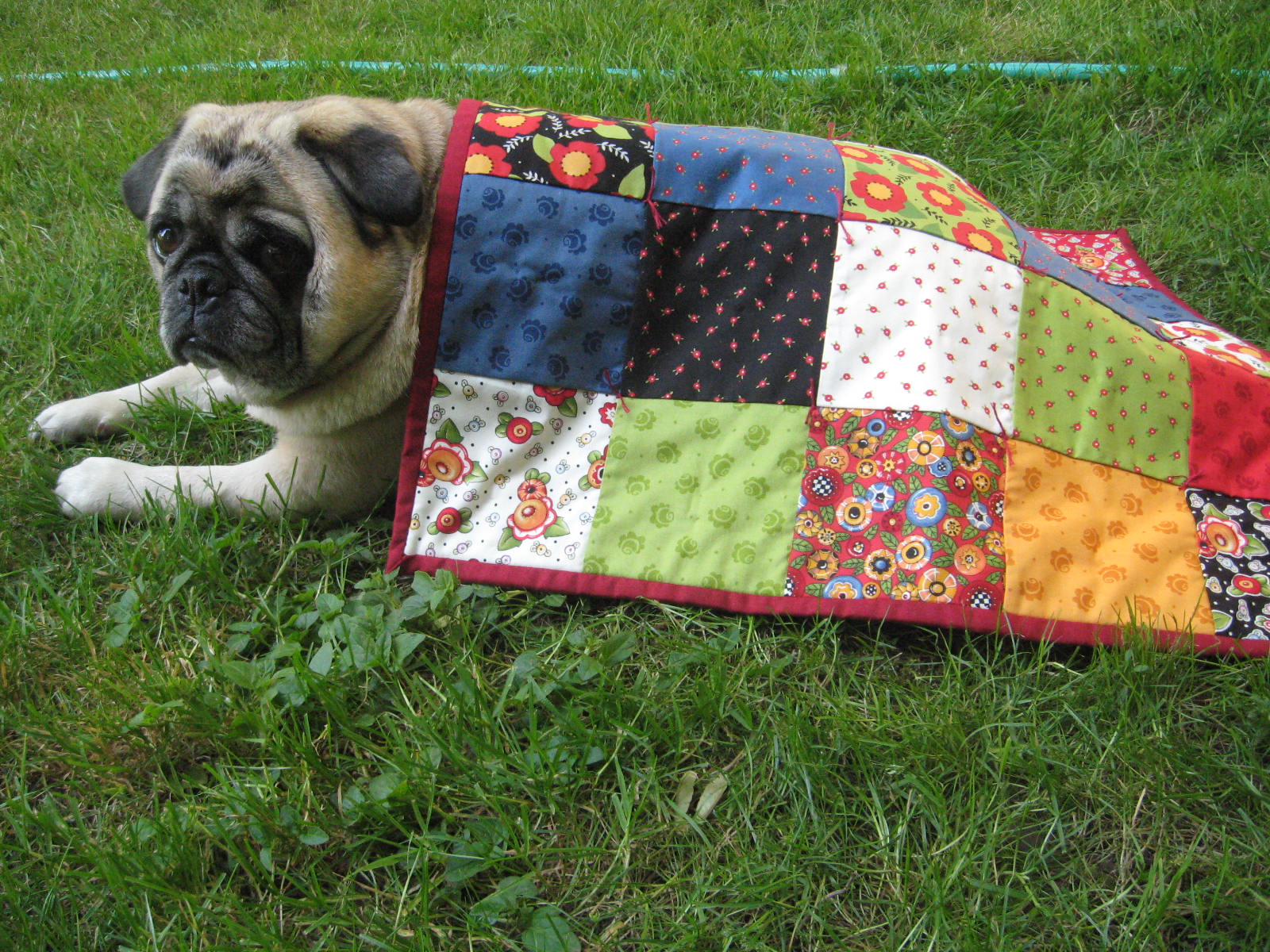 Pugs and Lilacs: A Quilt Fit For A Pug