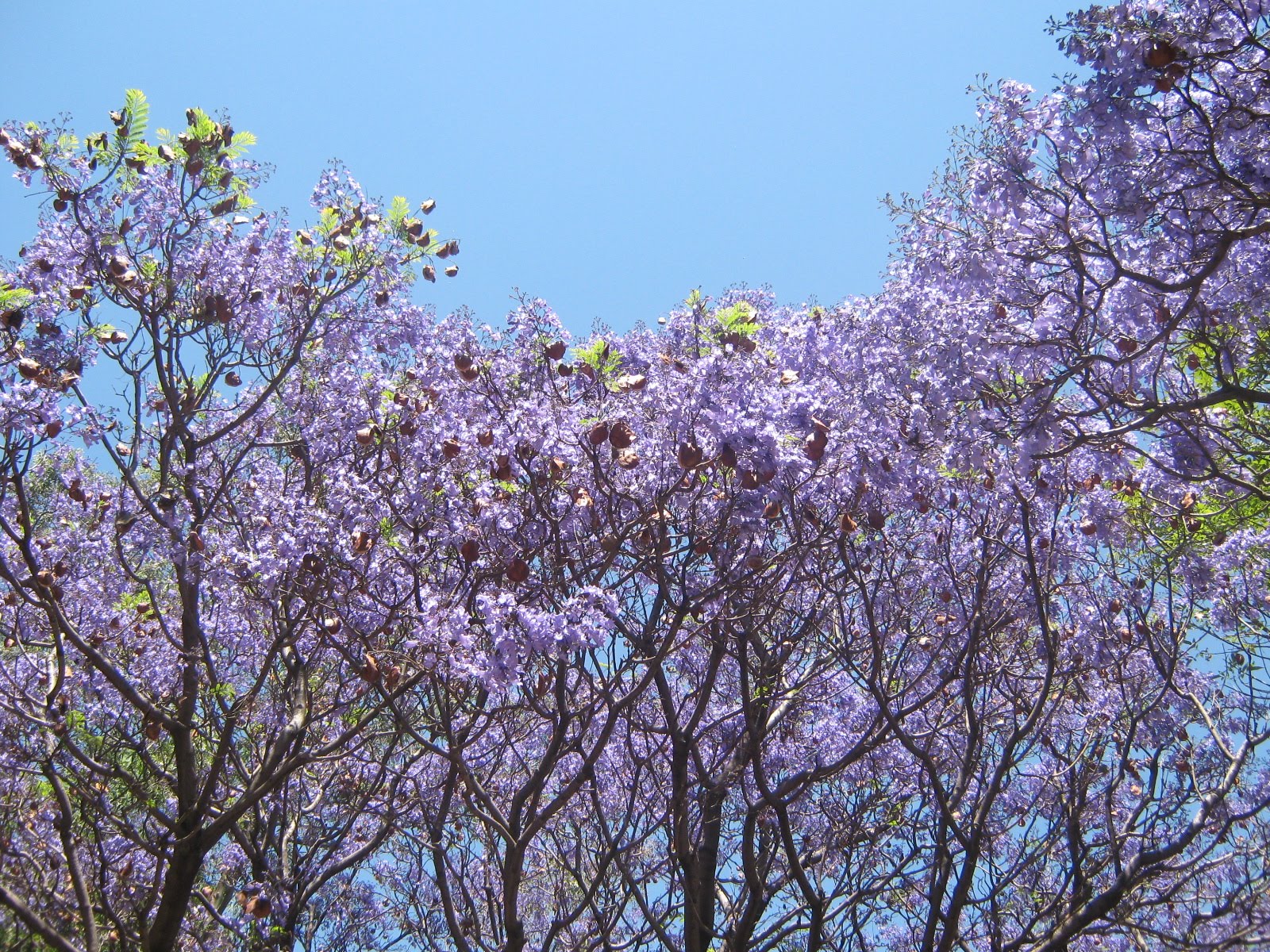 MAG: La vida en morados