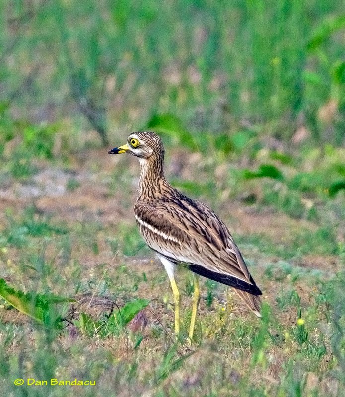 Dan din Delta Dunării: DIN NOU PE GRINDUL LUPILOR
