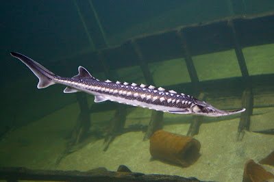 Dan din Delta Dunării: CENTRUL ECOTURISTIC "DELTA DUNARII"