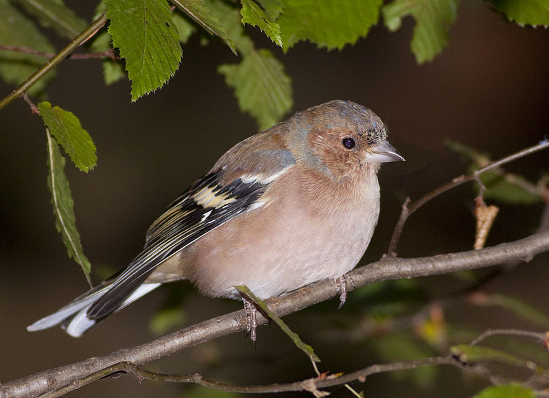 Dan din Delta Dunării: DIN NOU LA 7 ŢEVI