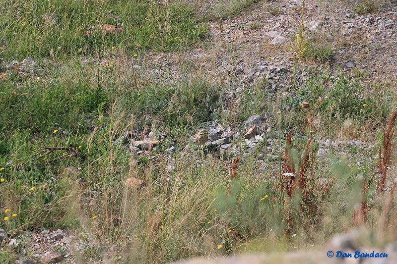 Dan din Delta Dunării: PASAREA OGORULUI SI CARIERA ZEBIL