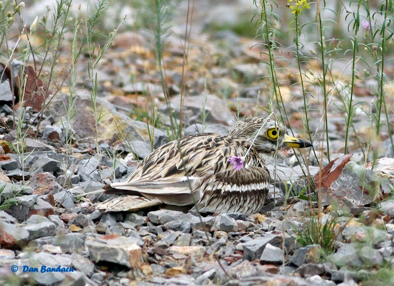 Dan din Delta Dunării: PASAREA OGORULUI SI CARIERA ZEBIL