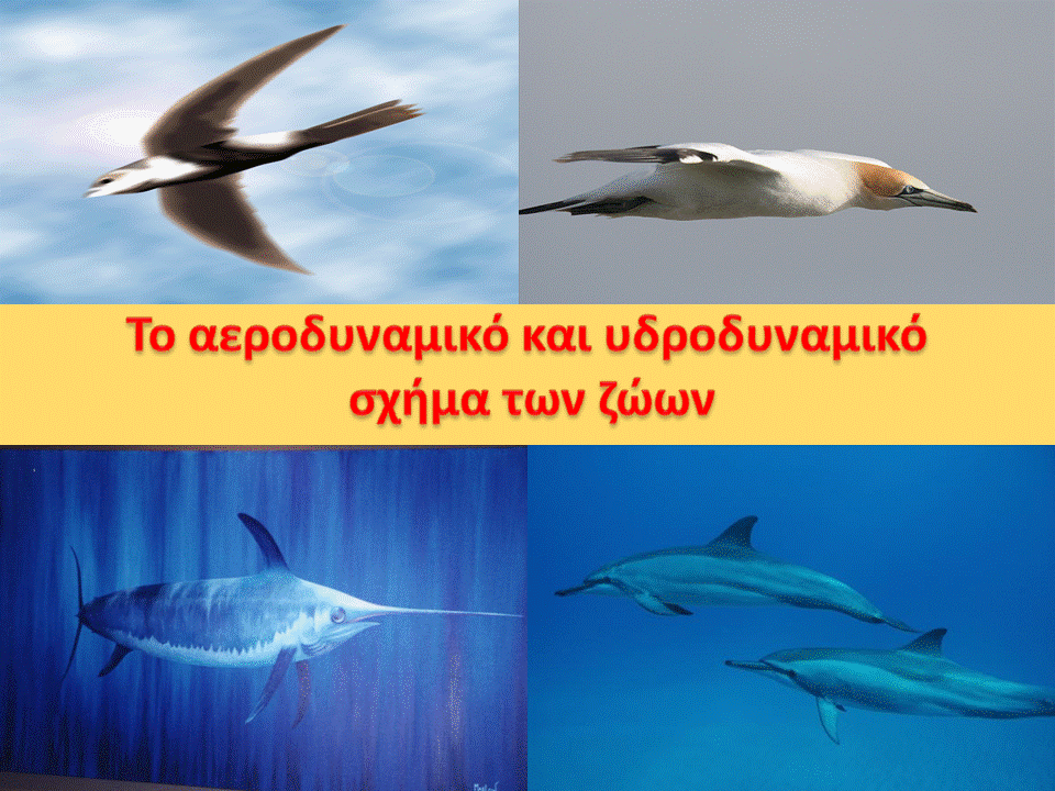 ΧΡΩΜΑΤΟΠΟΙΟΙ: ΠΡΟΣΑΡΜΟΓΗ ΤΩΝ ΖΩΩΝ ΣΤΟ ΠΕΡΙΒΑΛΛΟΝ