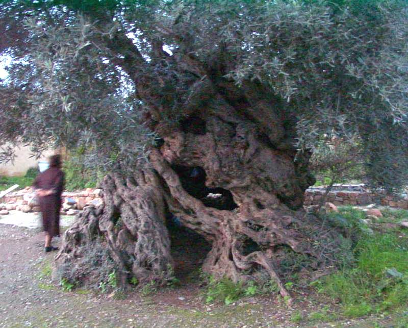 ΧΡΩΜΑΤΟΠΟΙΟΙ: ΤΑ ΜΕΡΗ ΤΟΥ ΦΥΤΟΥ