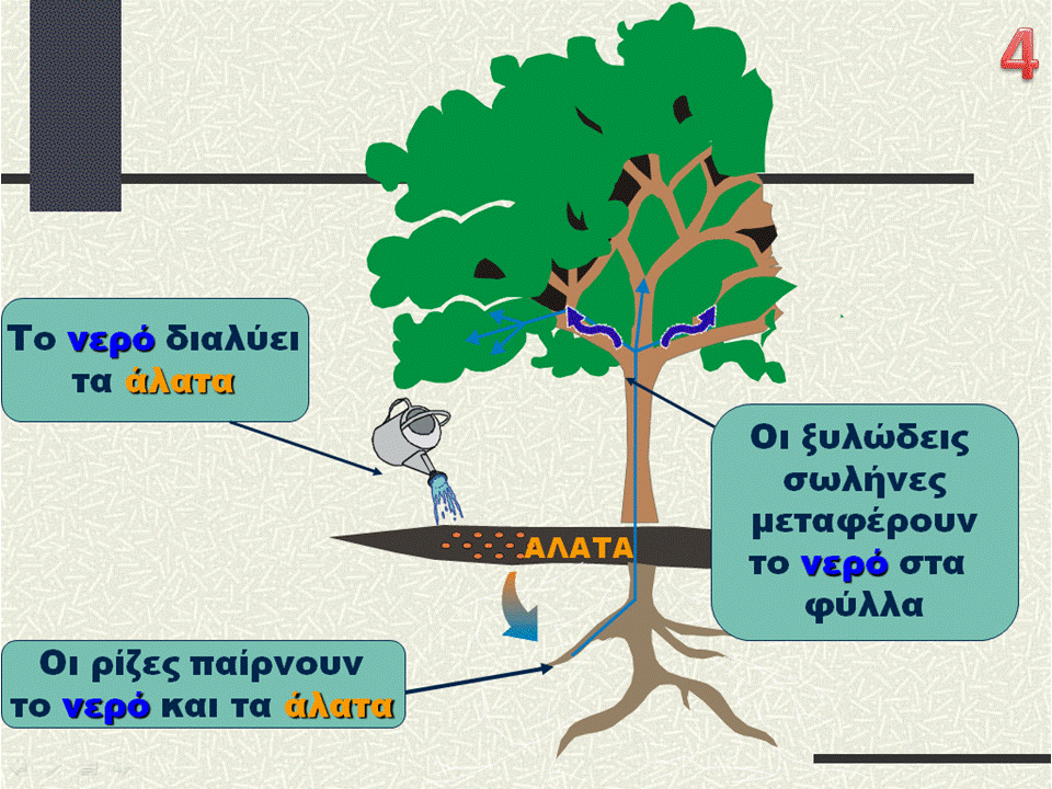ΧΡΩΜΑΤΟΠΟΙΟΙ: ΦΩΤΟΣΥΝΘΕΣΗ