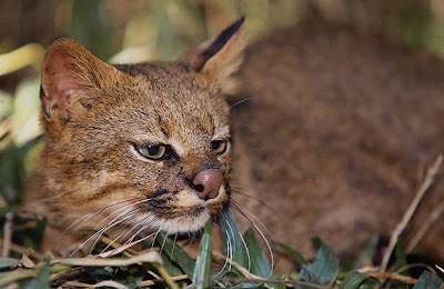 EL GATO ( MAJESTUOSO FELINO): GATOS SALVAJES