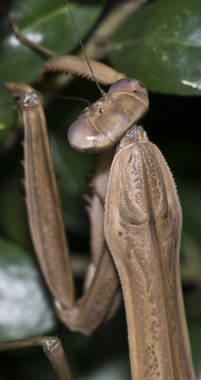 The Bamboo Turtle: Praying for Mantises