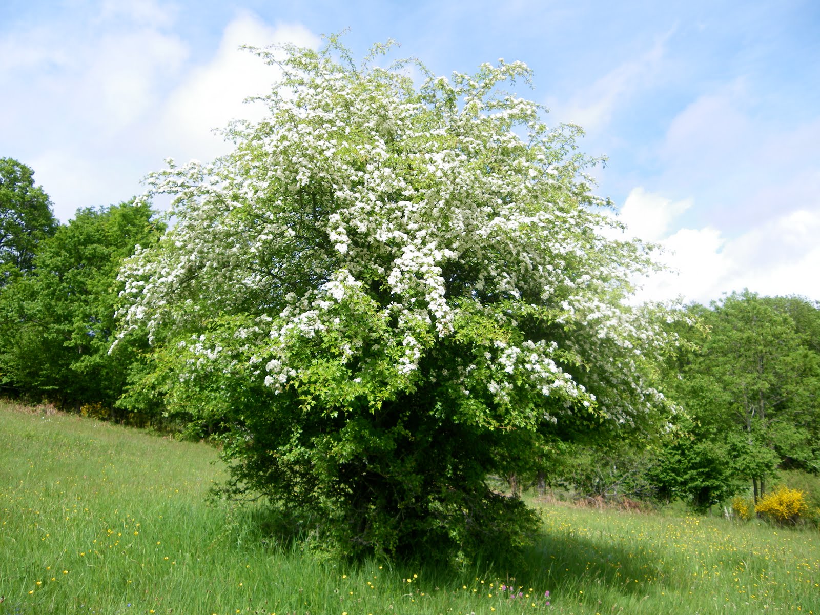 Gris.Noir: Aubépine, exemple de fiche Passeportsante.net