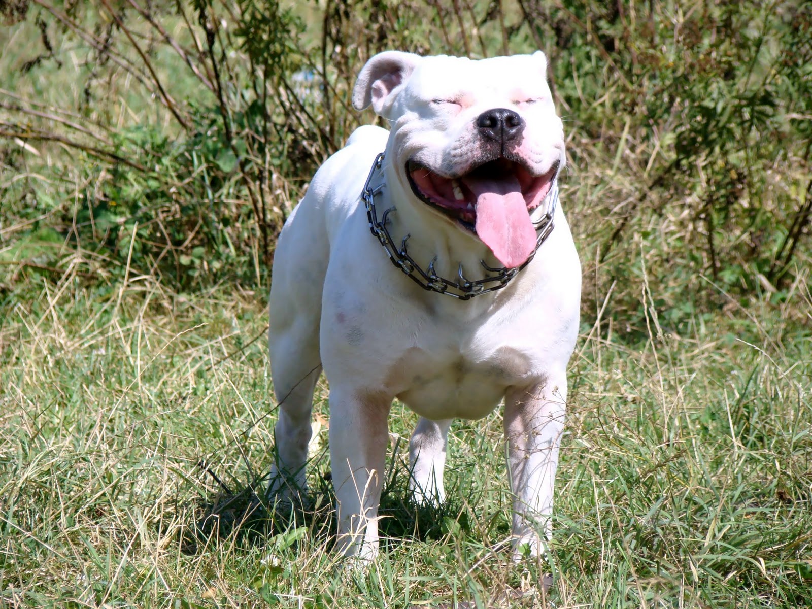 about the white 'staff: laughing amstaff