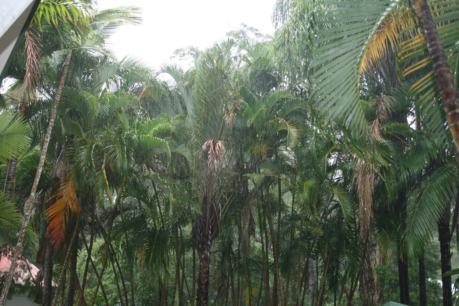 Photography: Tropical Rain