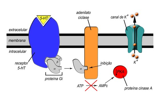 Adenilato ciclase; Adenil Ciclase