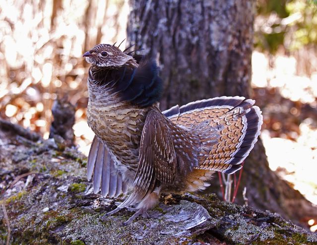 CEDAR RIDGE - A DOOR TO THE SUPERIOR NATIONAL FOREST: APRIL RUFFED GROUSE