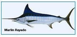 Pesca del Marlin en El Salvador: Tipos de peces marlín