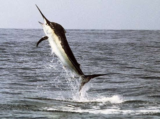 Pesca del Marlin en El Salvador: Tipos de peces marlín