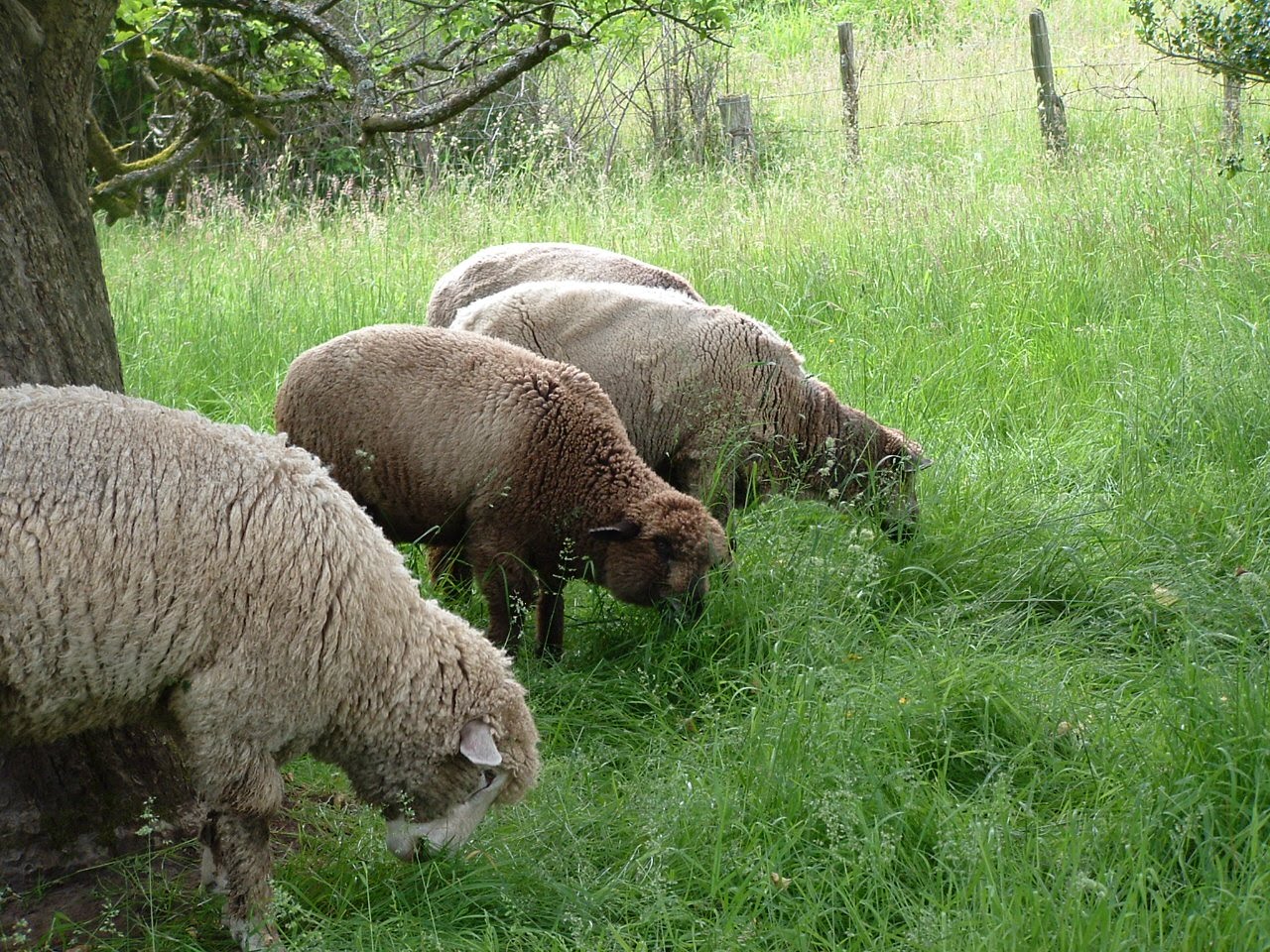 Sheep, Spinach and Strawberries: Sheep in the Orchard