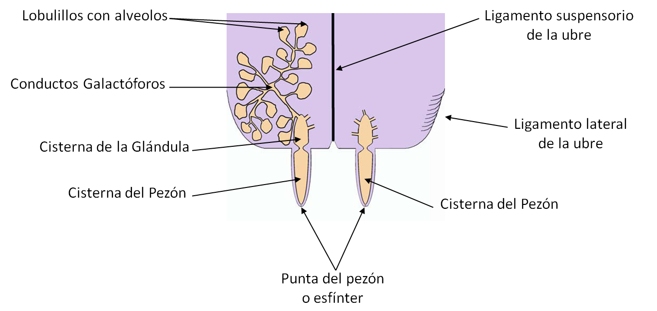Manejo Integral de Leche de Cabra