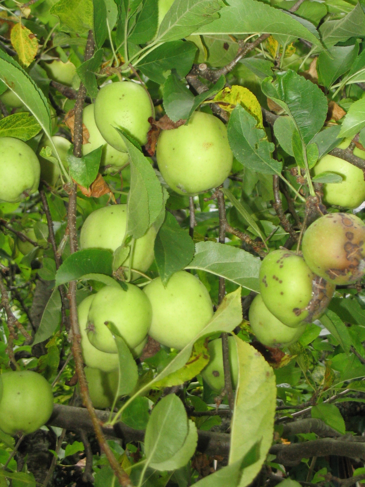 Fruit Trees - Home Gardening Apple, Cherry, Pear, Plum: Multi Grafted ...