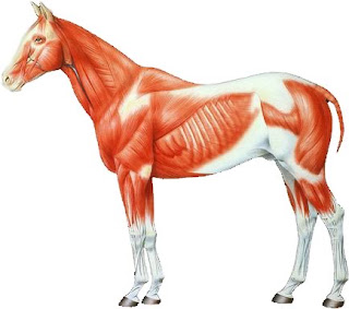 mi caballo: Anatomia y fisiologia del caballo