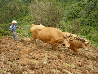 Ecoser/Desarrollo Integral: Taller de arado con bueyes y semillas ...