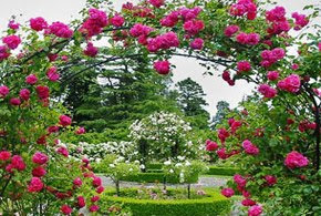 ROCK GARDEN AND ROSE GARDEN(INDIA) ~ Road To The SAARC