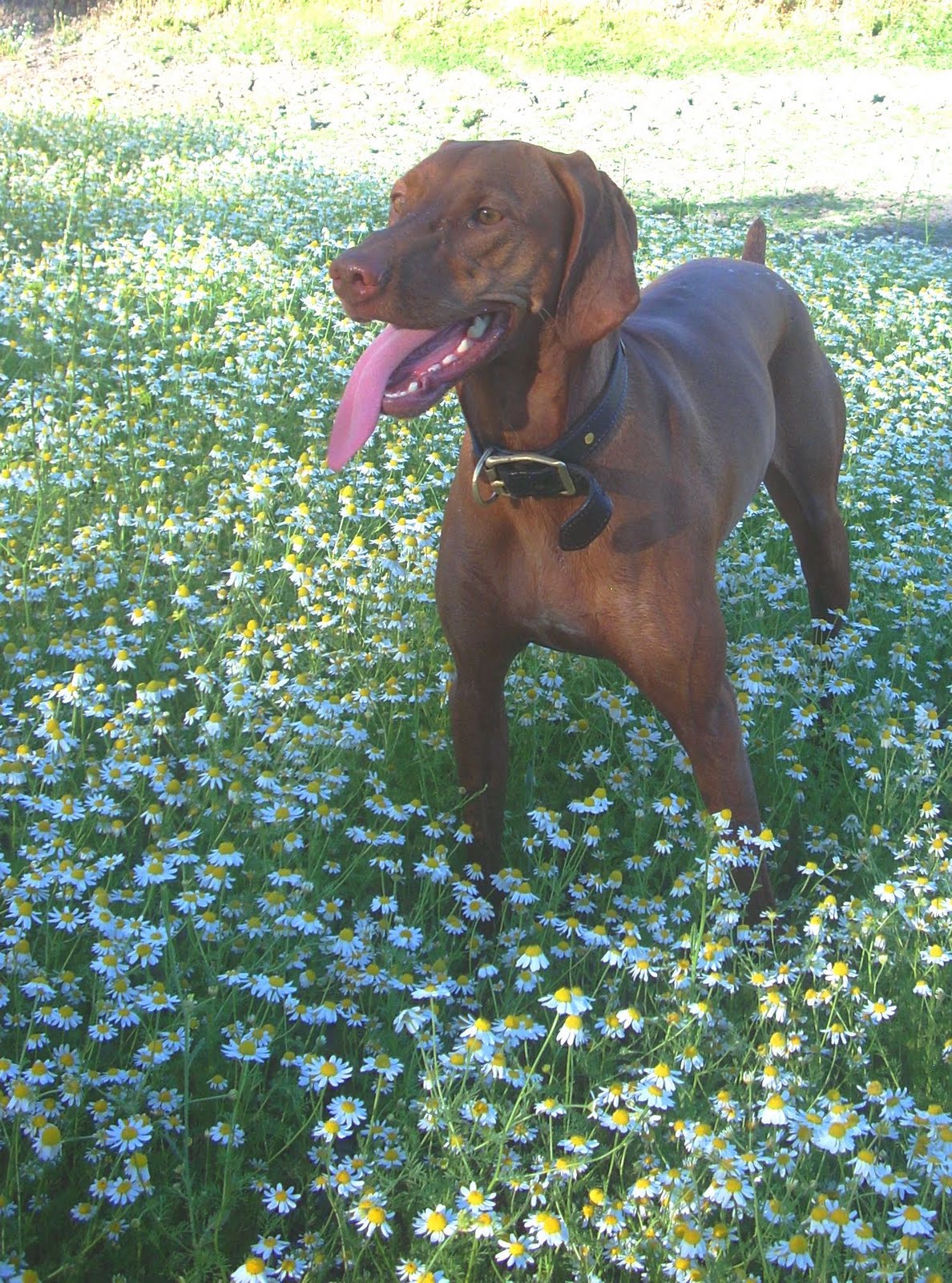 redbirddog - a hungarian pointer (vizsla) blog: The Personality of a ...