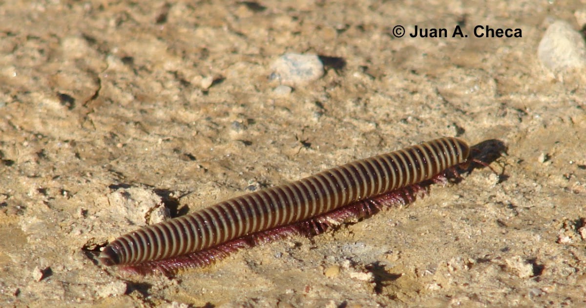 Otros Archidoneses: Mil pies