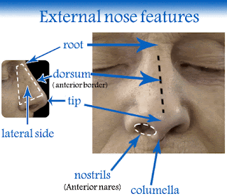 DO YOU KNOW?: Middle Part of the Nose - Called As....