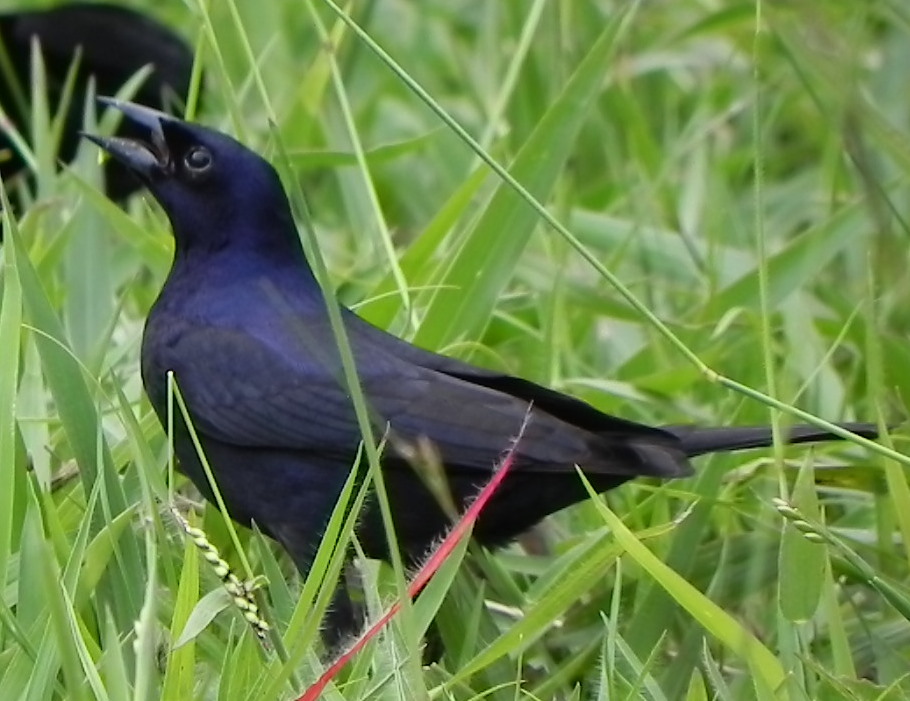 Alô Bairro Demétria!: Pássaro Preto (ou Graúna) no Atiaia