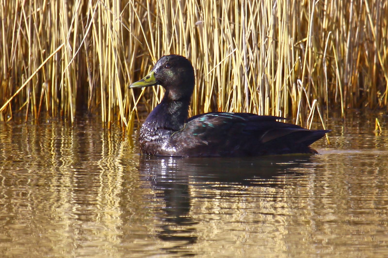Sharpes birds: Melanistic Mallard