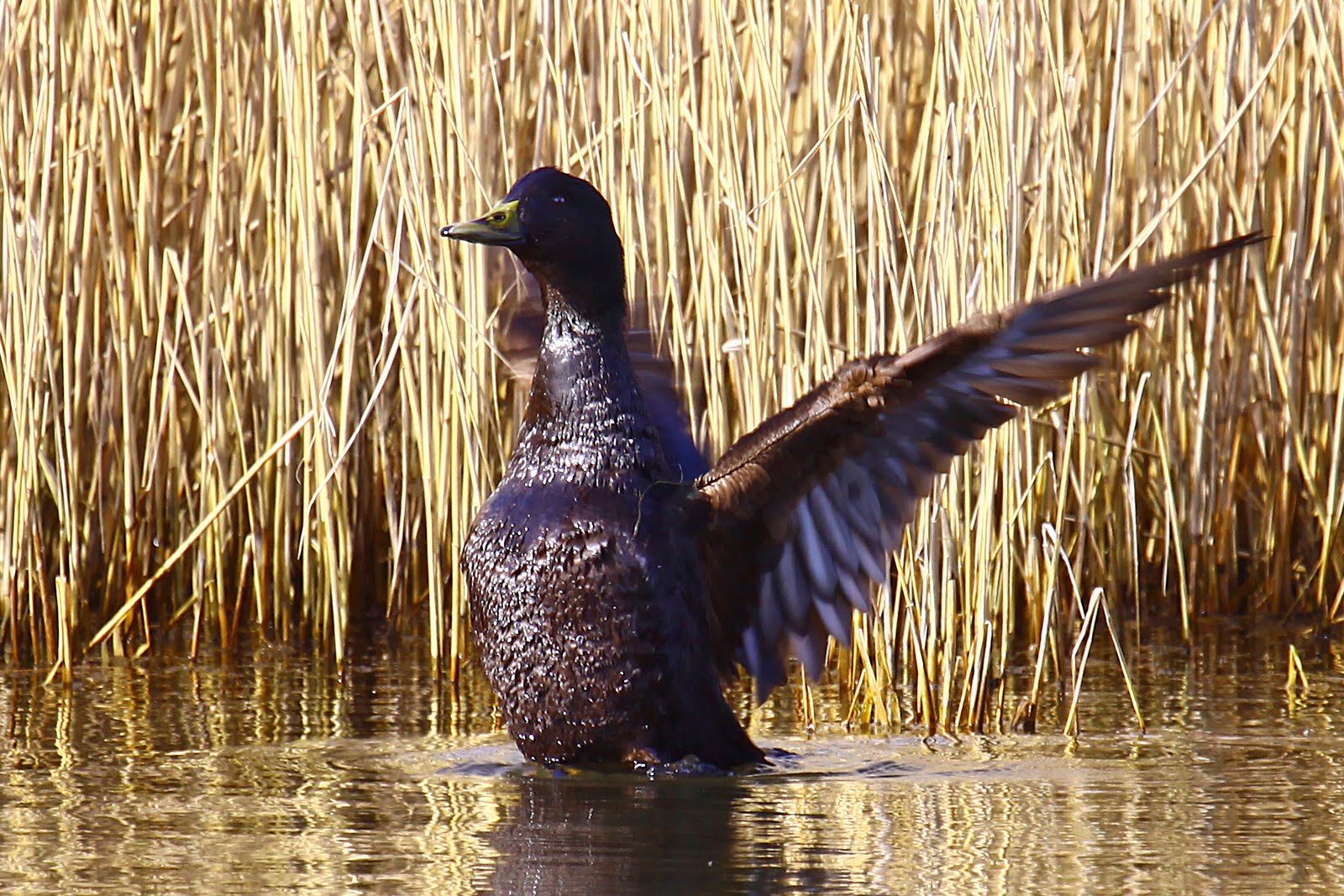 Sharpes birds: Melanistic Mallard