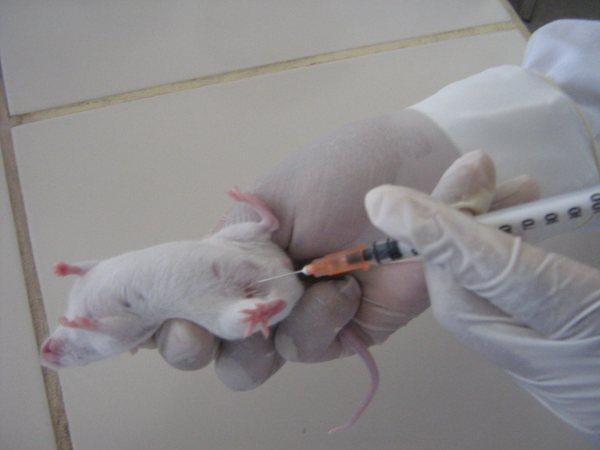 x siempre farmacia ¡¡¡lo mejor!!!: informe de taller de manejo de animales