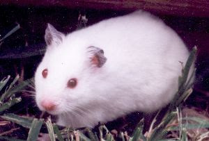 Pets World Life: Beautiful Albino Hamster