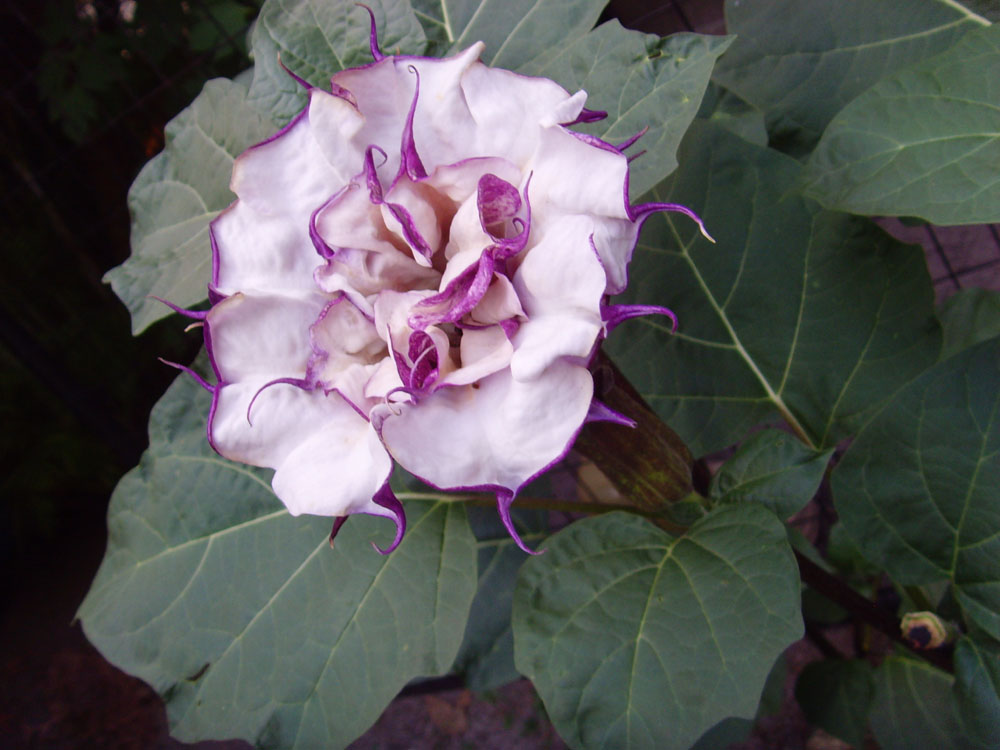 The Plant Princess: Double Purple Datura