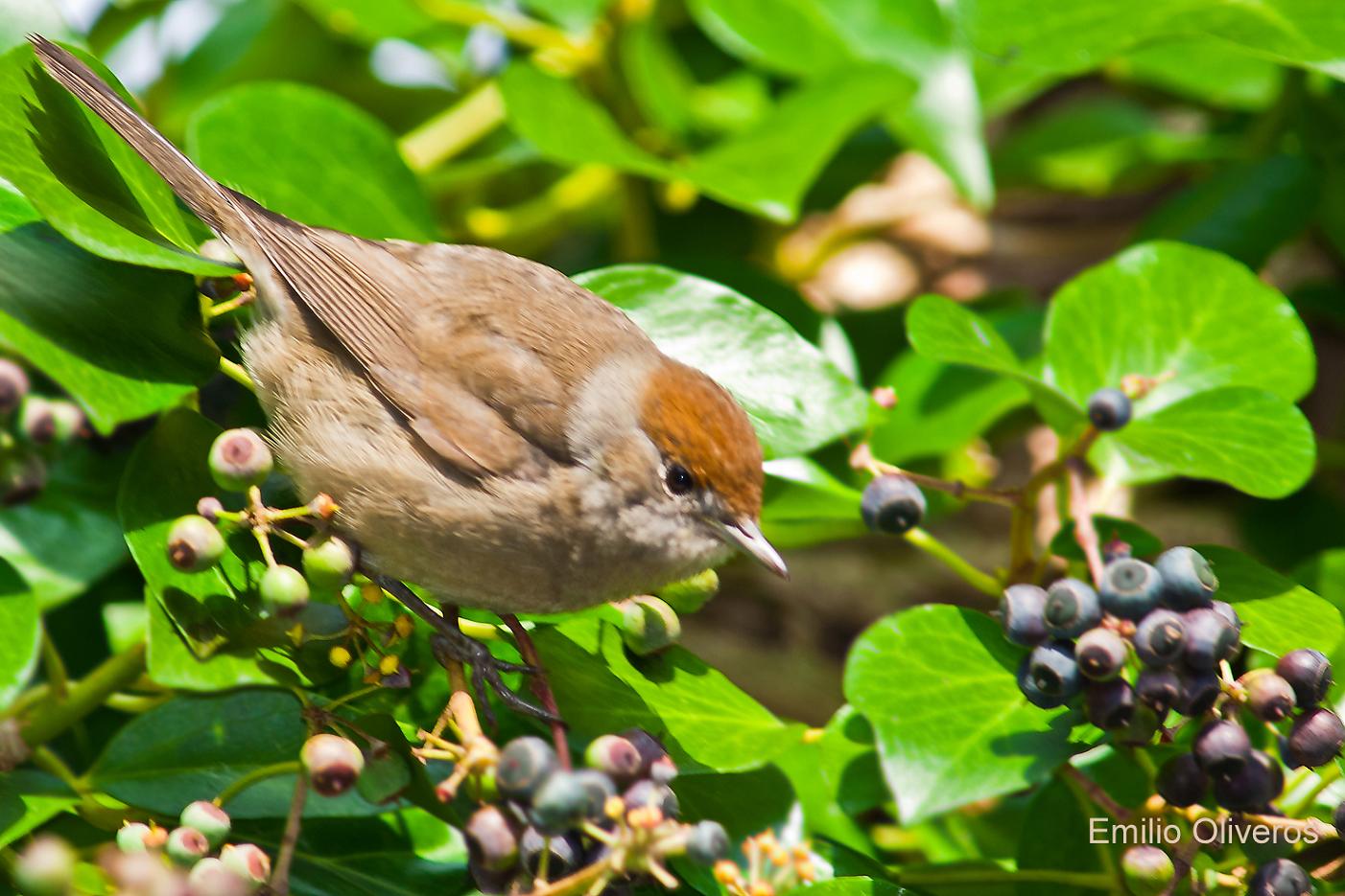 HEGAZTIKLIK: CURRUCA CAPIROTADA (Sylvia atricapilla)