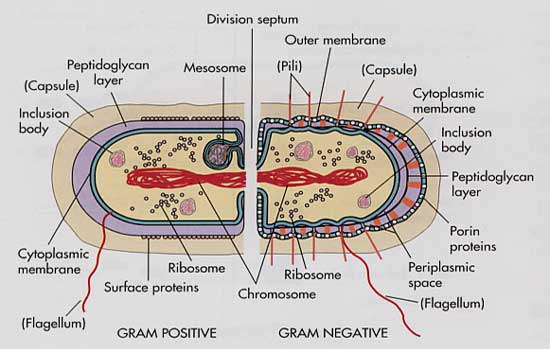 Microbiology / New discoveries: CLASSIFICATION OF BACTERIA ACCORDING TO ...